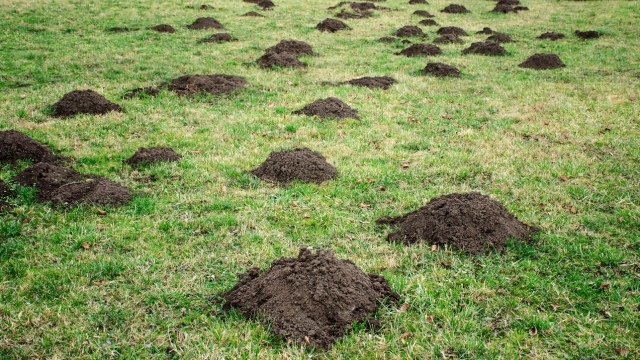 Come eliminare le talpe dal giardino? 11 metodi efficaci