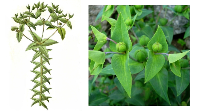 Come eliminare le talpe dal giardino? 11 metodi efficaci