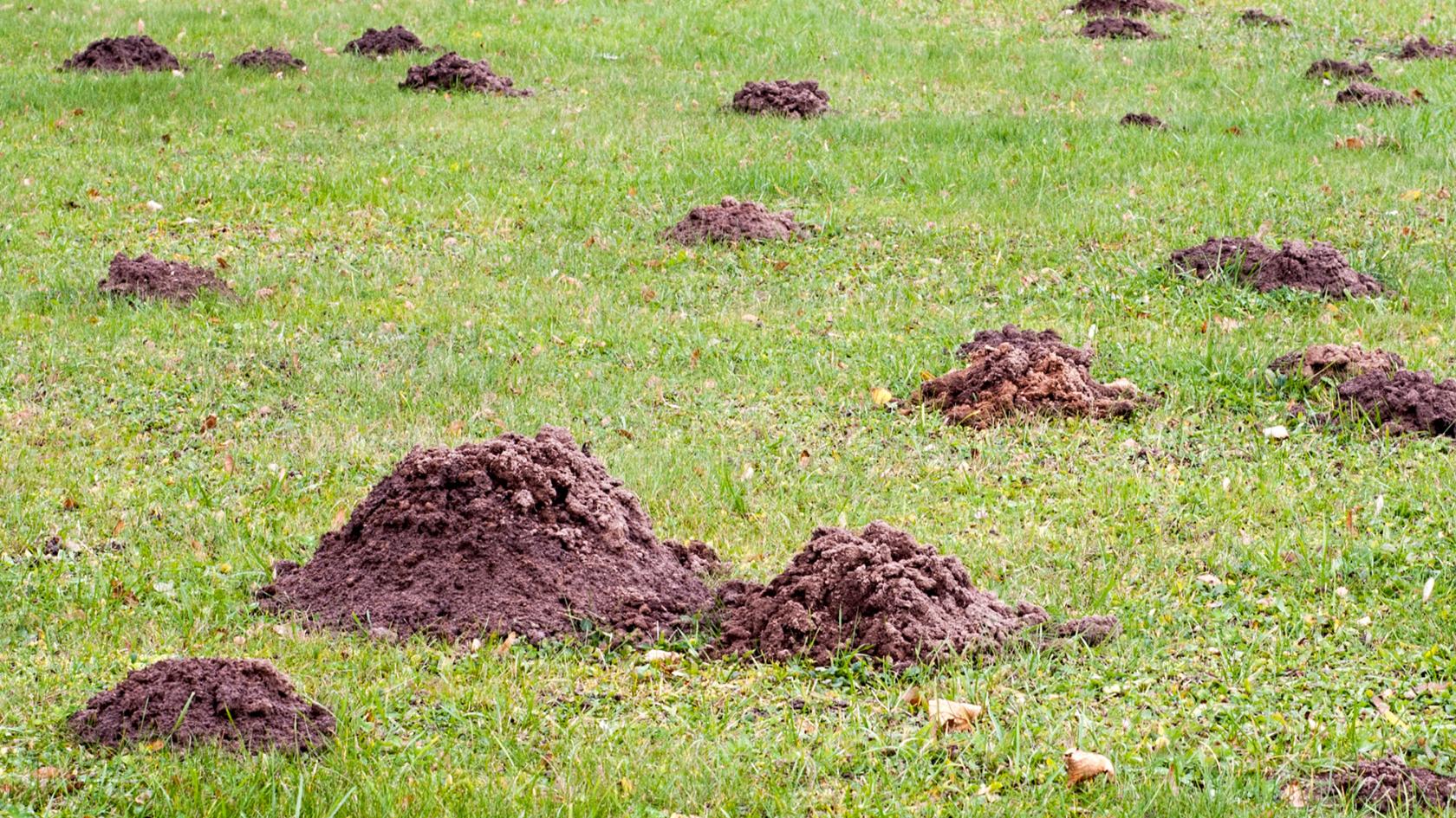 Le migliori piante contro le talpe : le nostre 5 scelte