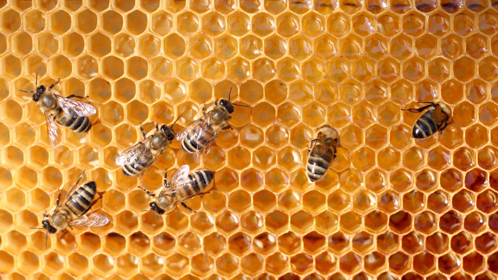 Perché le api sono protette