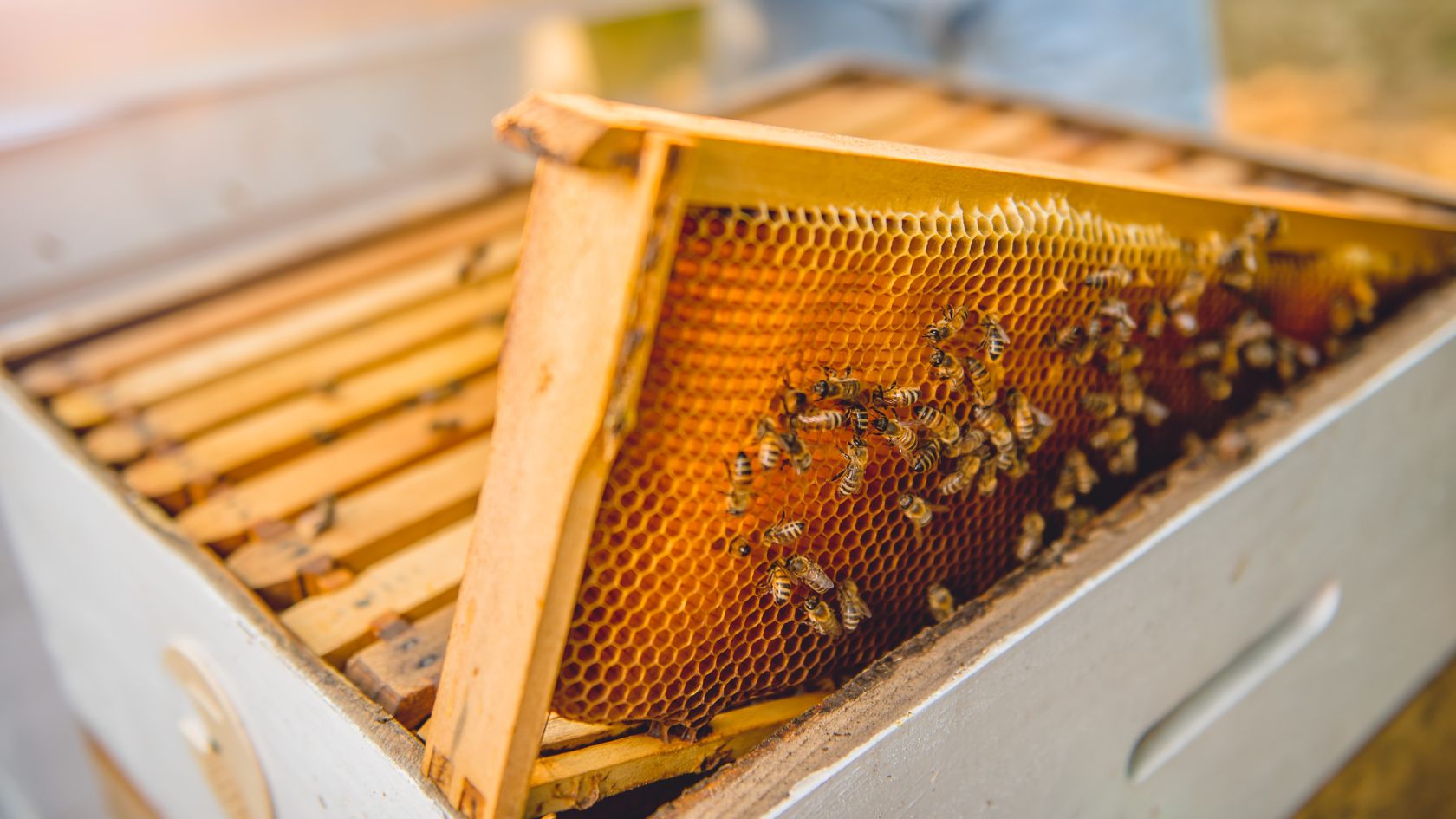 Perché le api sono protette